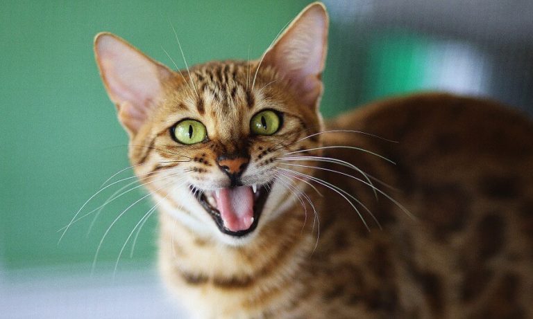 20 Interesting Cat Facts | Fun Facts About